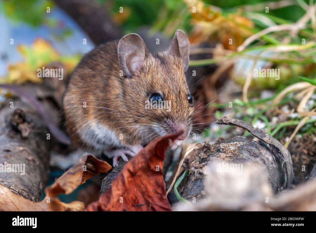 Yellow-necked Mouse. Apodemus flavicollis Stock Photo - Alamy