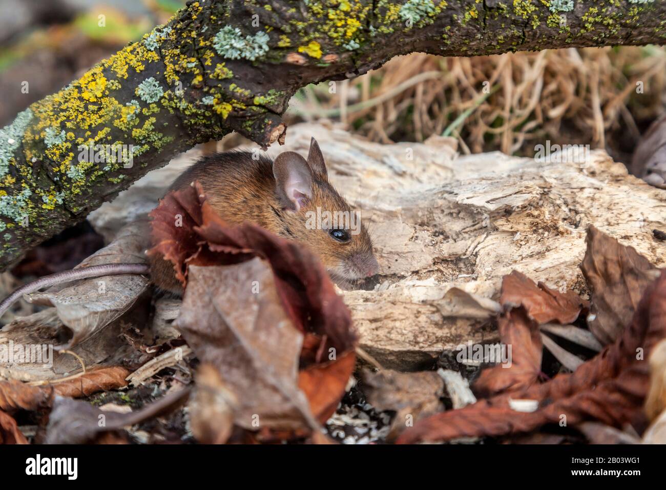 Yellow-necked Mouse. Apodemus flavicollis Stock Photo - Alamy