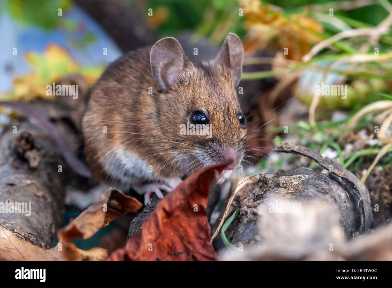 Yellow necked wood mice hi-res stock photography and images - Alamy