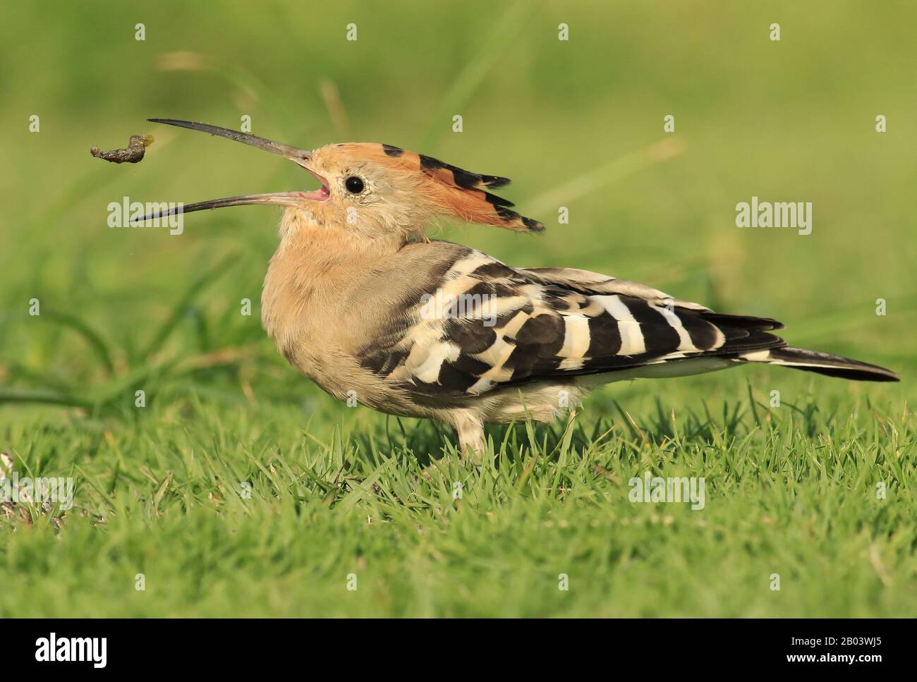 Hoopoe (upupa epops Stock Photo - Alamy