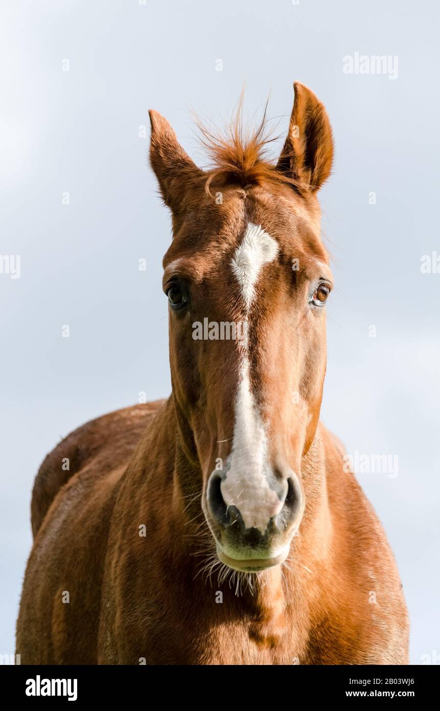 Horse front view hi-res stock photography and images - Alamy