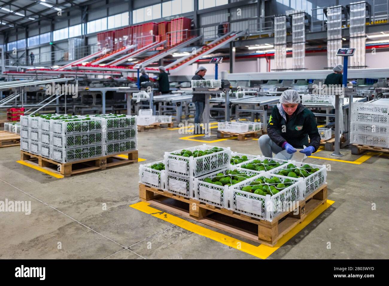 Worker fruit packing hi-res stock photography and images - Alamy