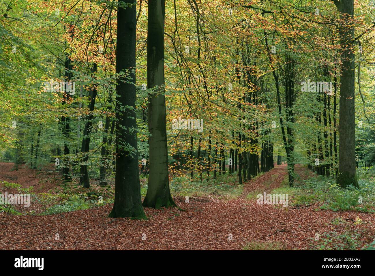 Pathway covered in leaves in autumn forest Stock Photo - Alamy