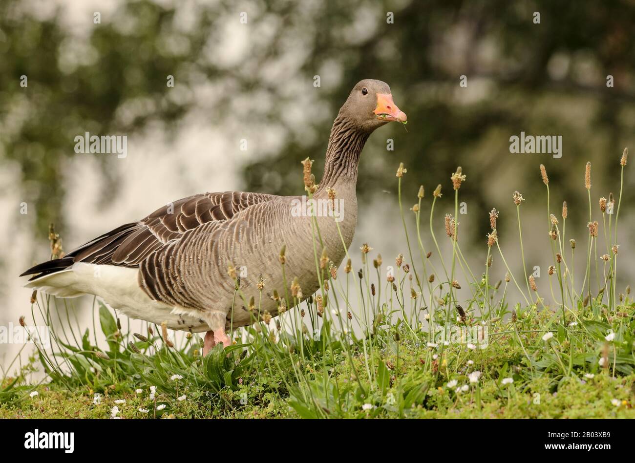 Humanly speaking hi-res stock photography and images - Alamy