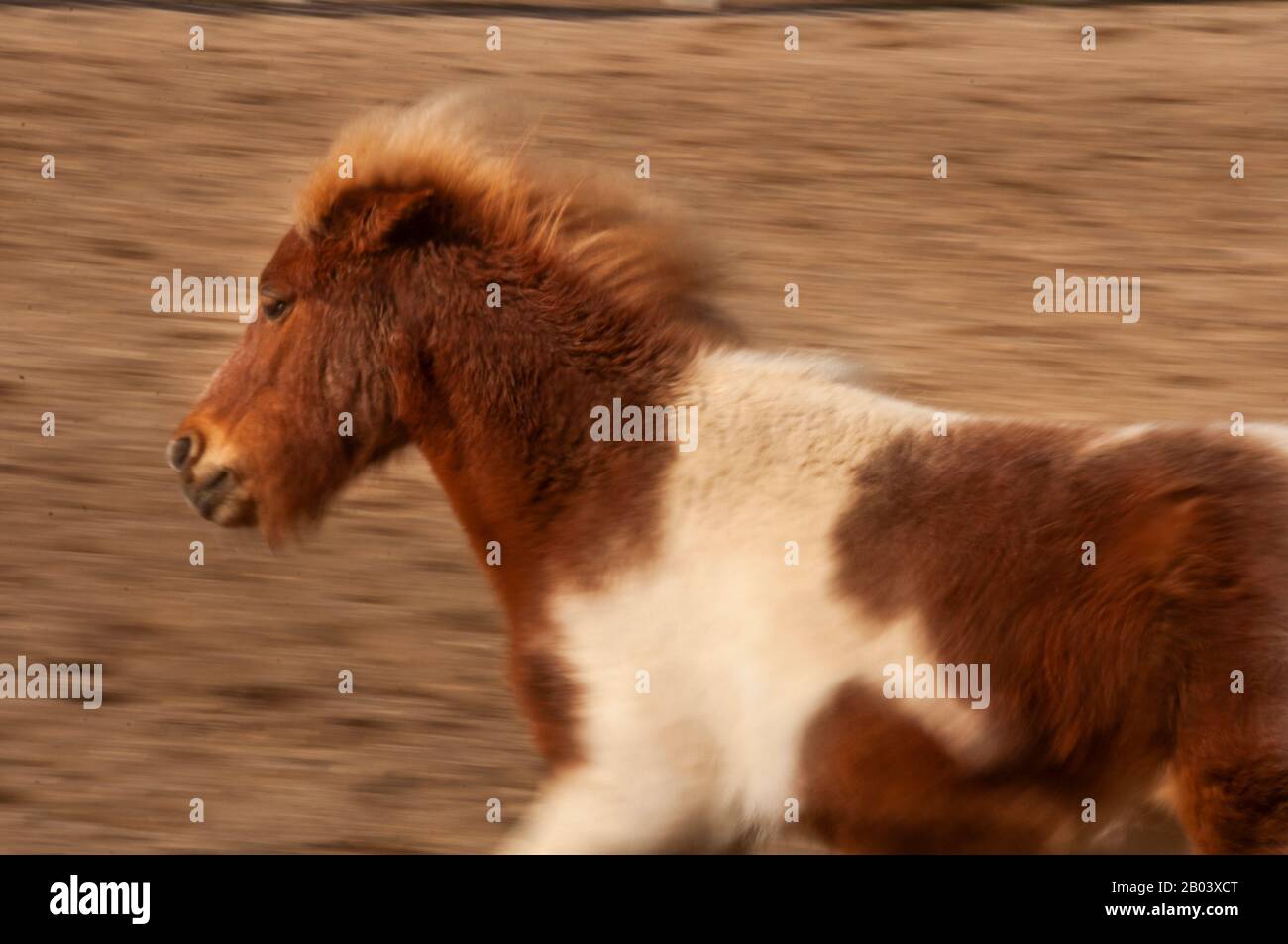 Panning Photo of Running Horse Stock Photo - Alamy