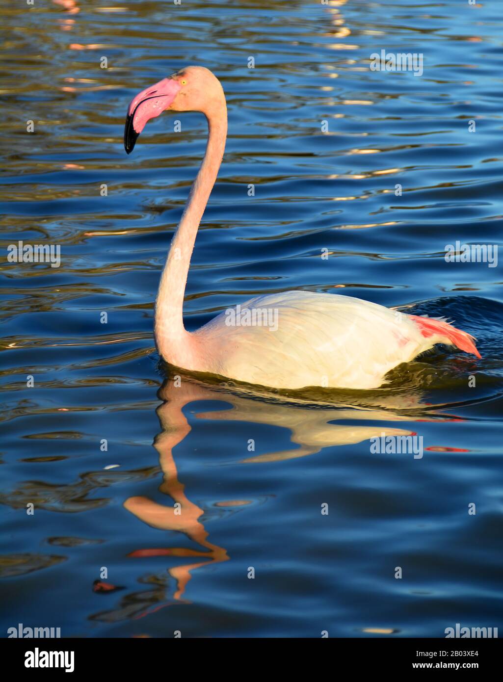 A greater flamingo in deep water Stock Photo - Alamy