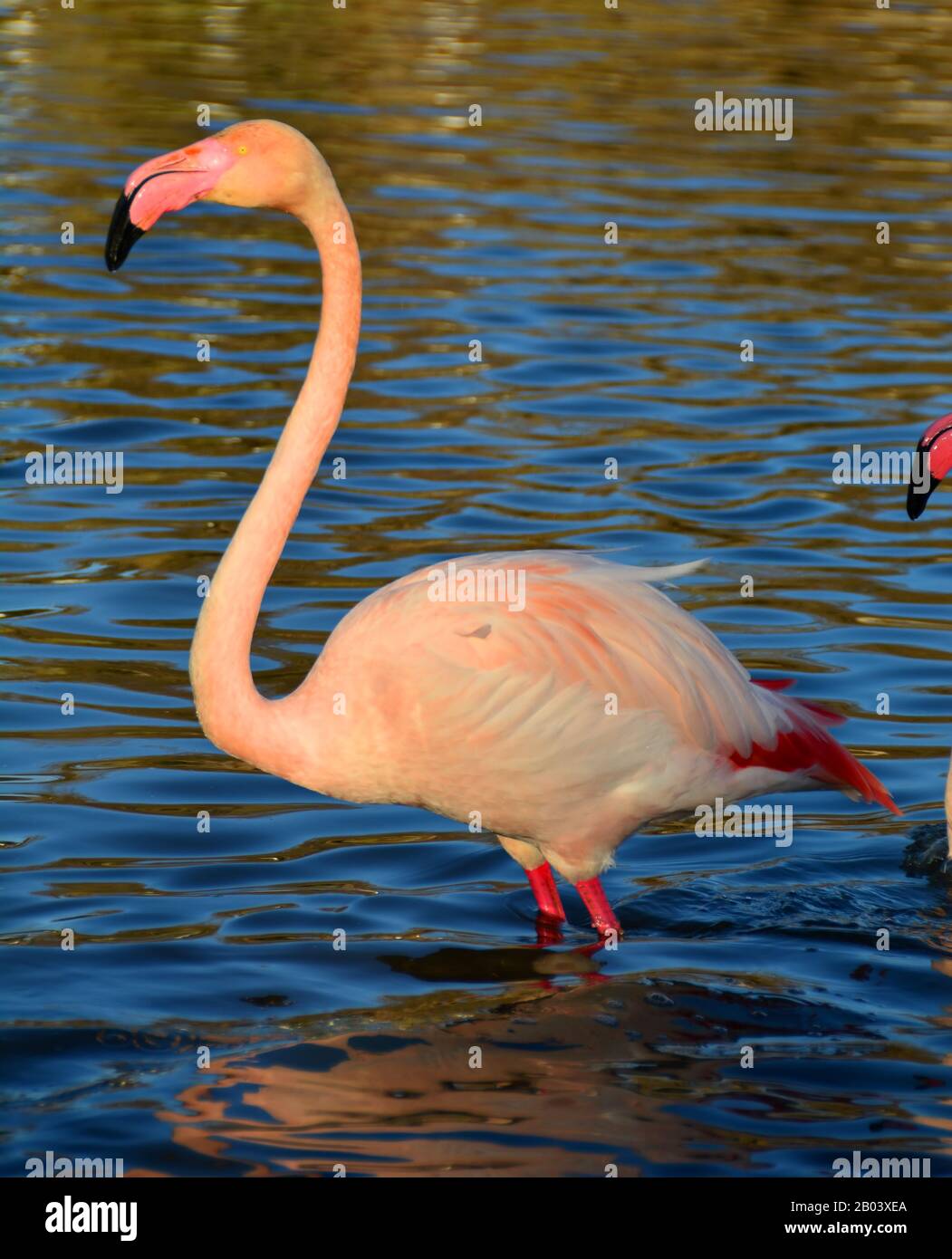 A greater flamingo in deep water Stock Photo - Alamy