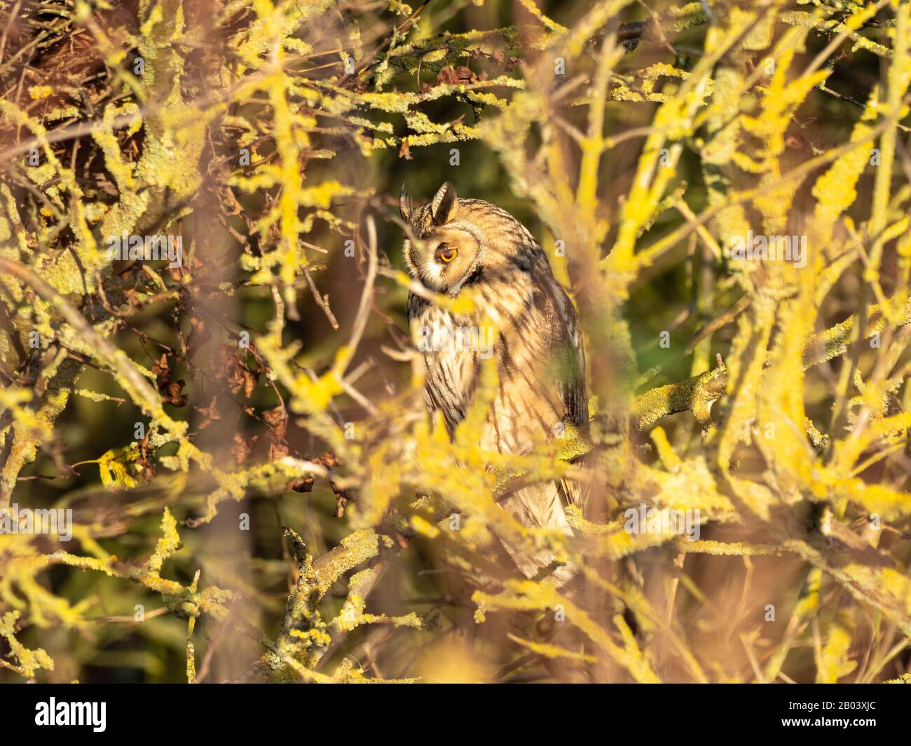 Long Eared Owl (Strix otus) Hiding in a Bush Stock Photo - Alamy