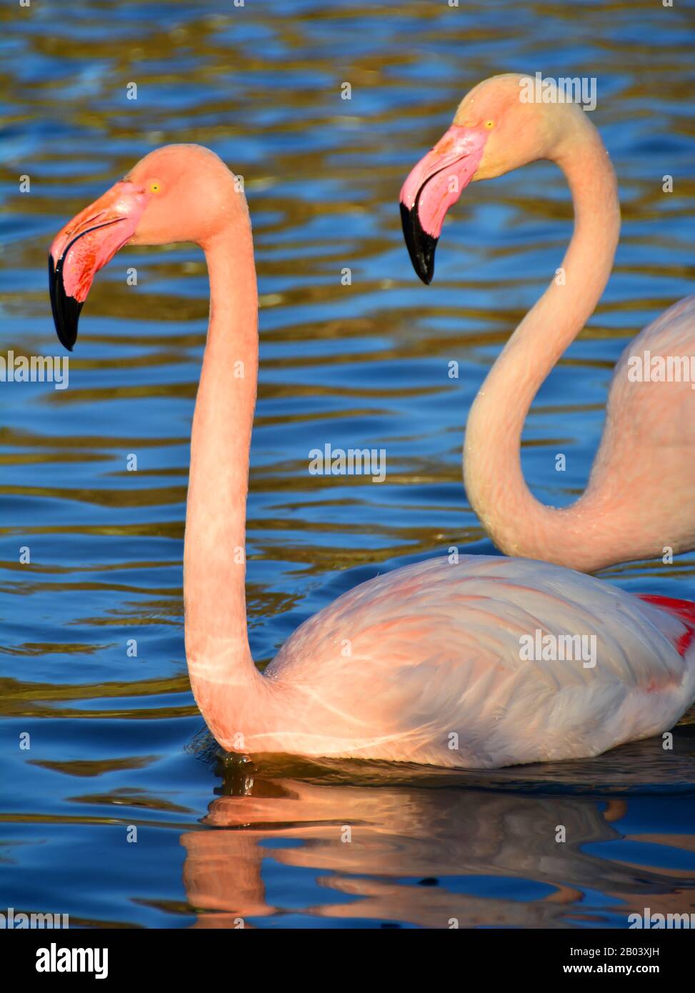 Deep water rose shrimp hi-res stock photography and images - Alamy