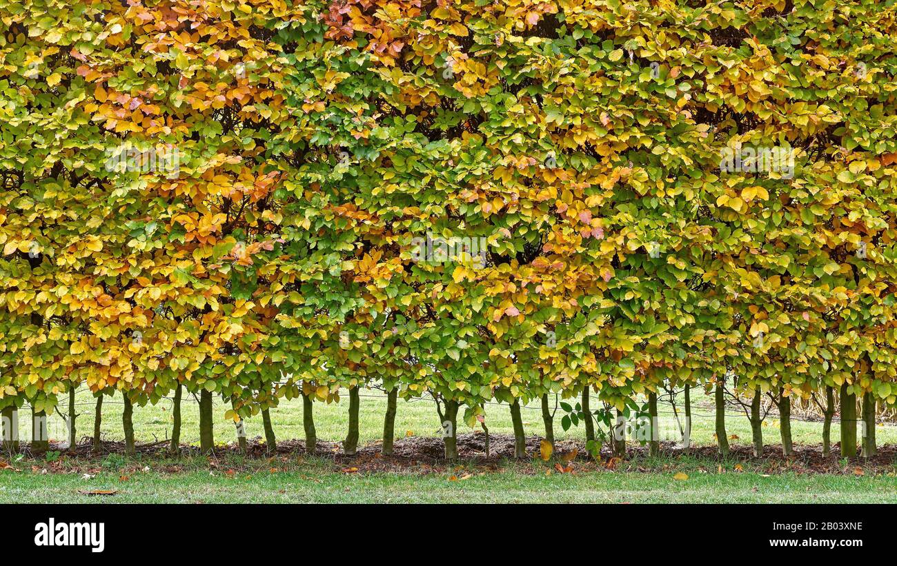 Hormbeam hedge in autumn. Carpinus betulus Stock Photo - Alamy