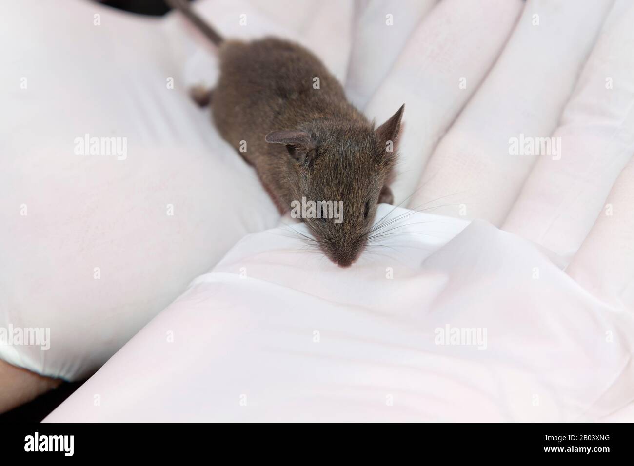 Dead house mouse (Mus musculus) in a test laboratory Stock Photo - Alamy