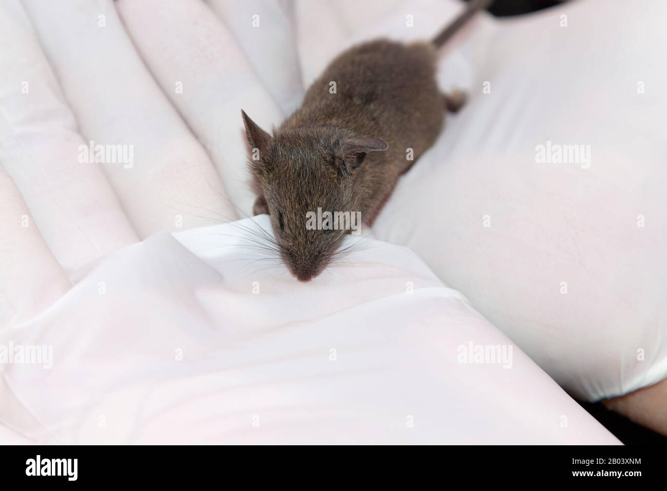 Dead house mouse (Mus musculus) in a test laboratory Stock Photo - Alamy