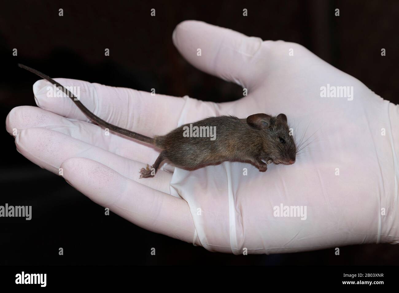 Dead house mouse (Mus musculus) in a test laboratory Stock Photo - Alamy