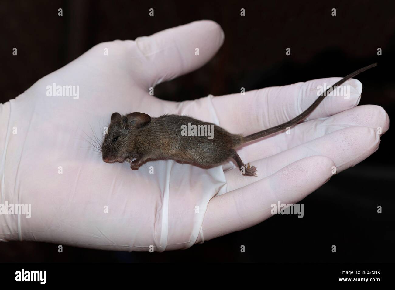 Dead house mouse (Mus musculus) in a test laboratory Stock Photo - Alamy