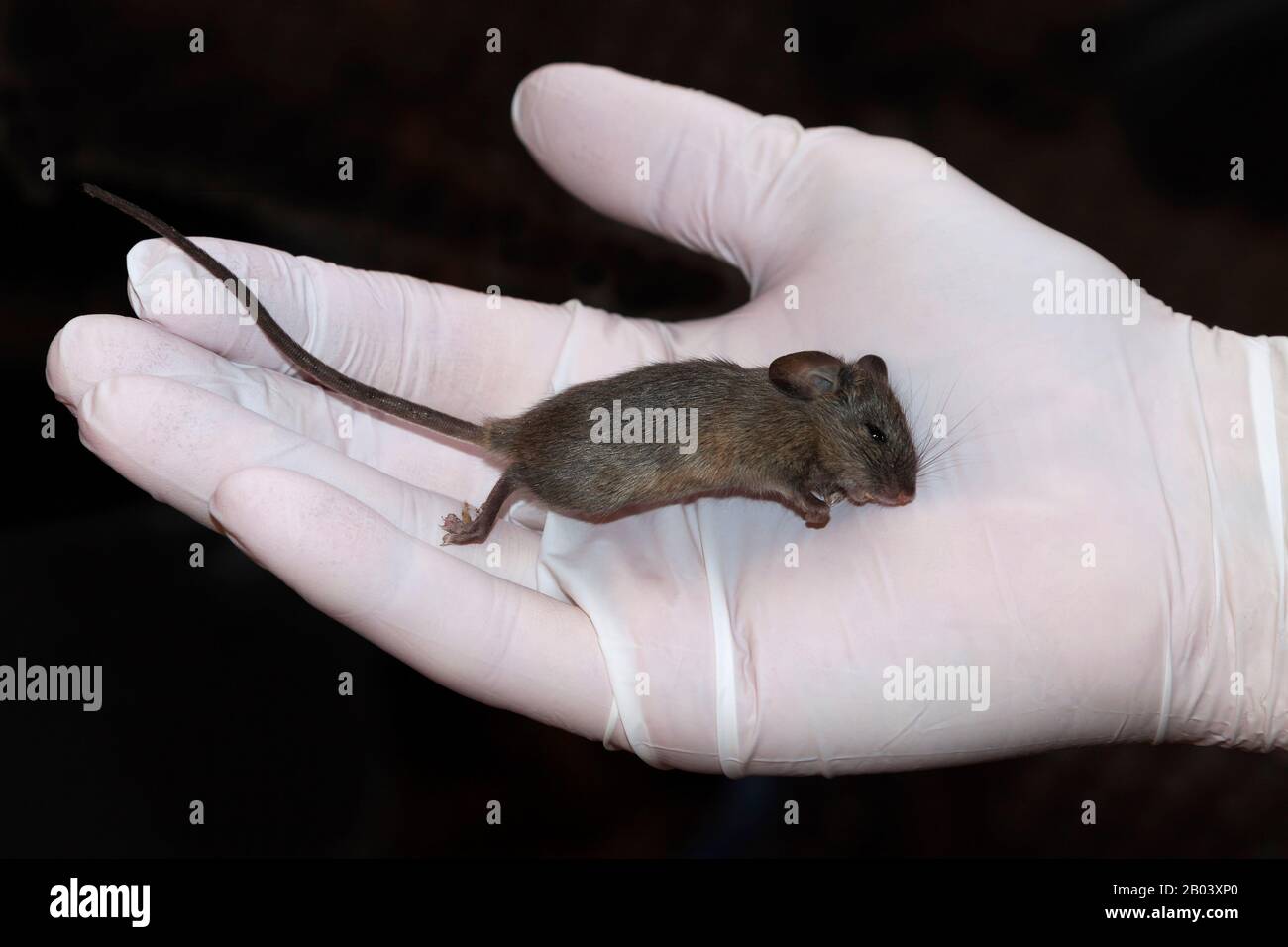 Dead house mouse (Mus musculus) in a test laboratory Stock Photo - Alamy