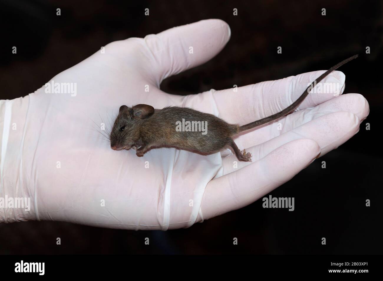 Dead house mouse (Mus musculus) in a test laboratory Stock Photo - Alamy