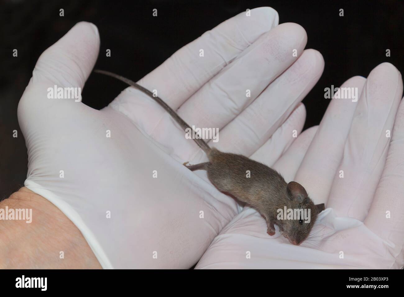 Dead house mouse (Mus musculus) in a test laboratory Stock Photo - Alamy