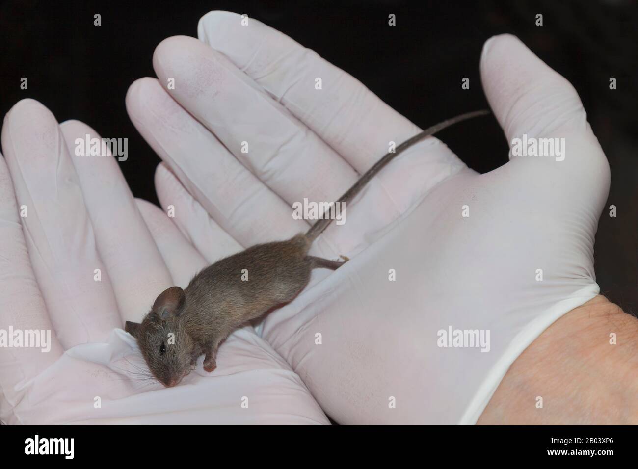 Dead house mouse (Mus musculus) in a test laboratory Stock Photo - Alamy