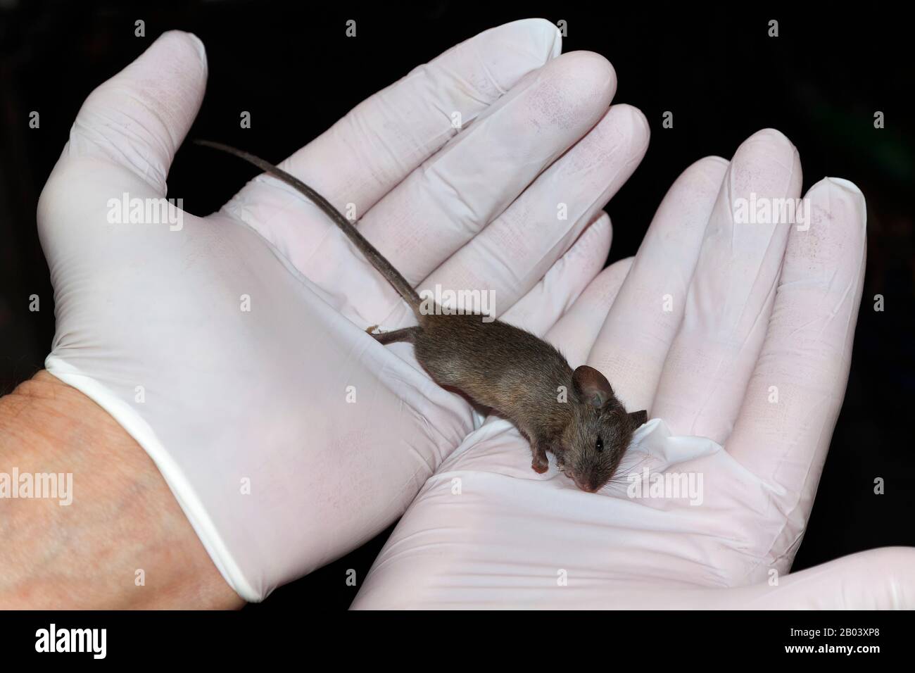 Dead house mouse (Mus musculus) in a test laboratory Stock Photo - Alamy