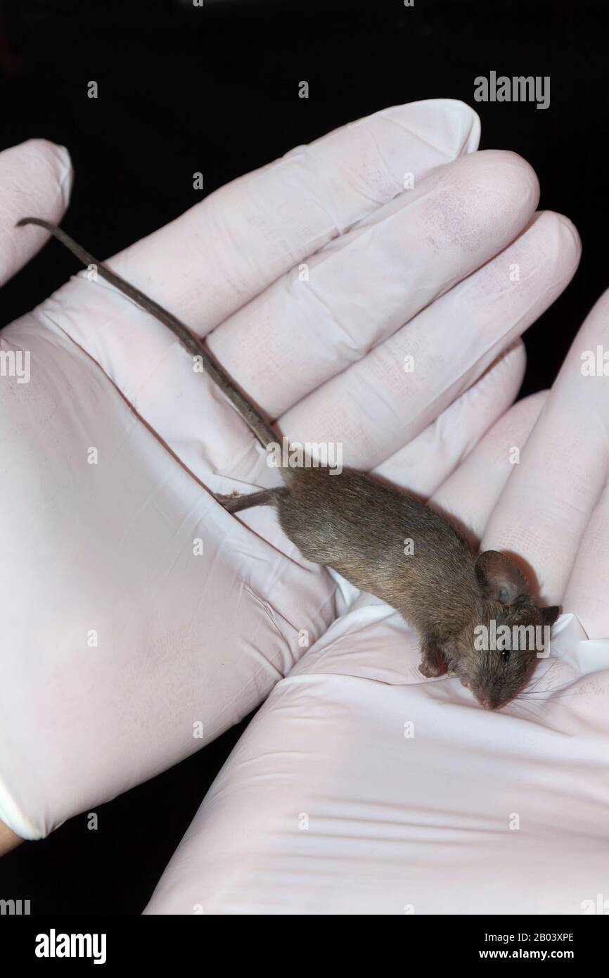 Dead house mouse (Mus musculus) in a test laboratory Stock Photo - Alamy