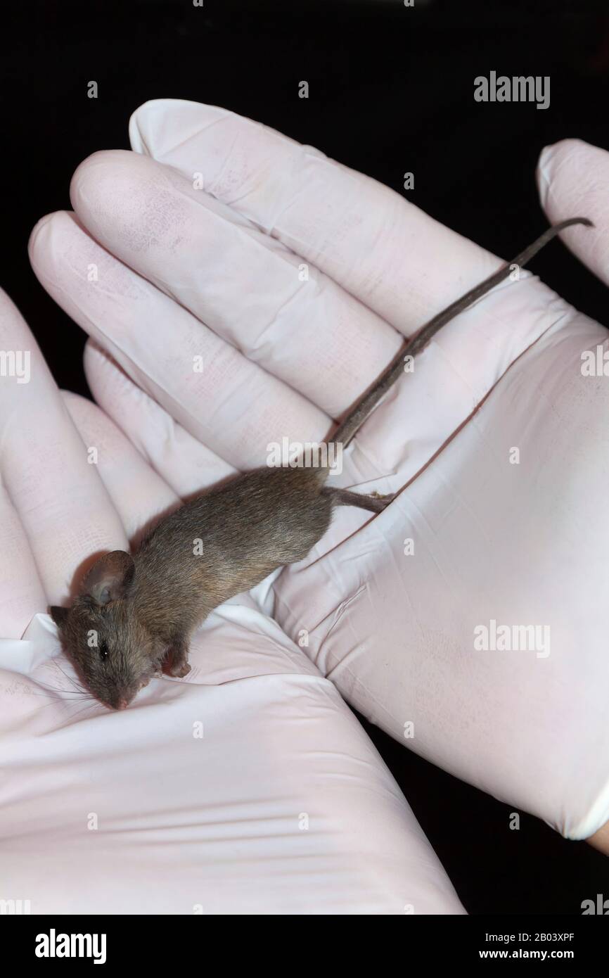 Dead house mouse (Mus musculus) in a test laboratory Stock Photo - Alamy