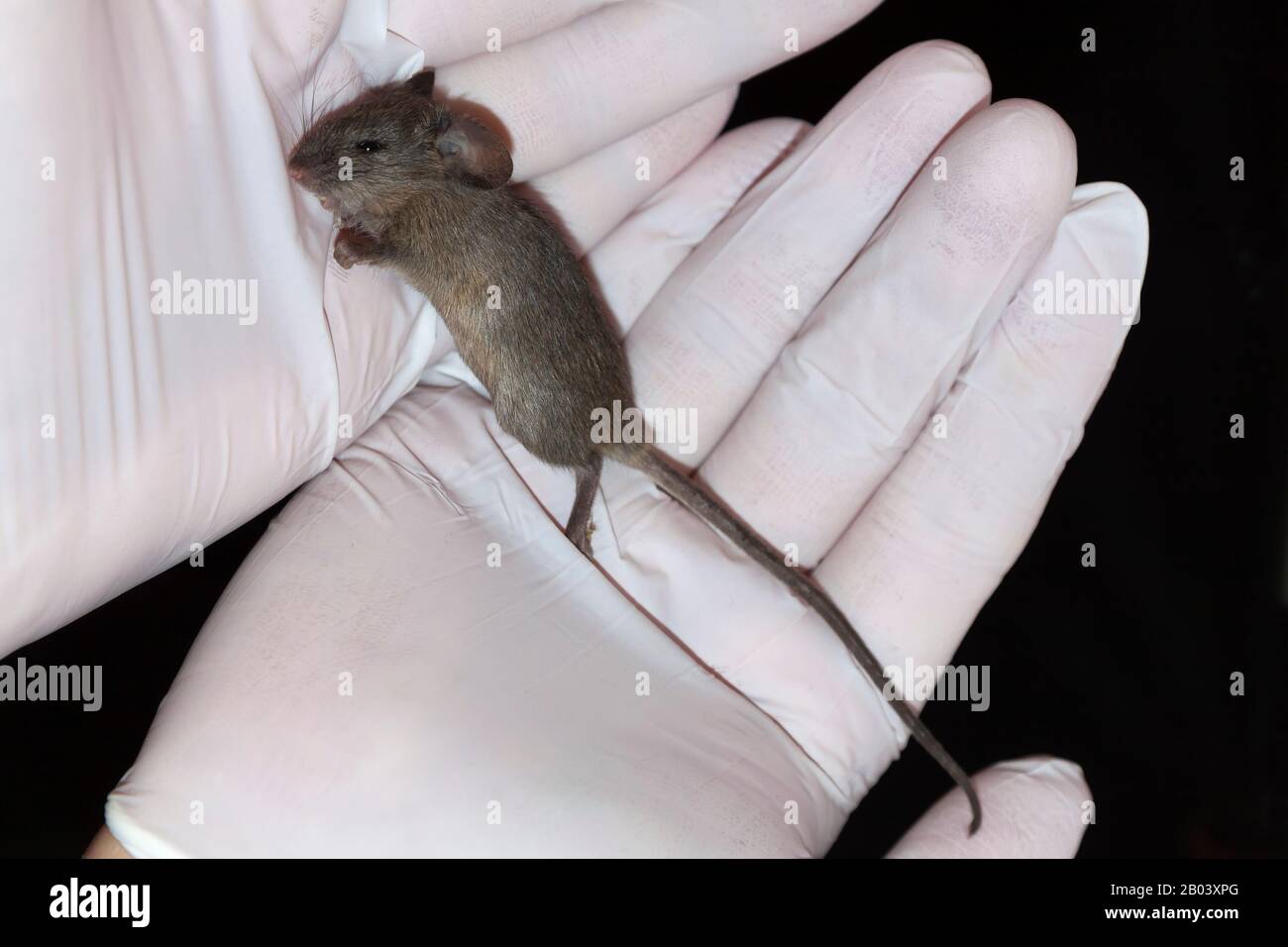 Dead house mouse (Mus musculus) in a test laboratory Stock Photo - Alamy