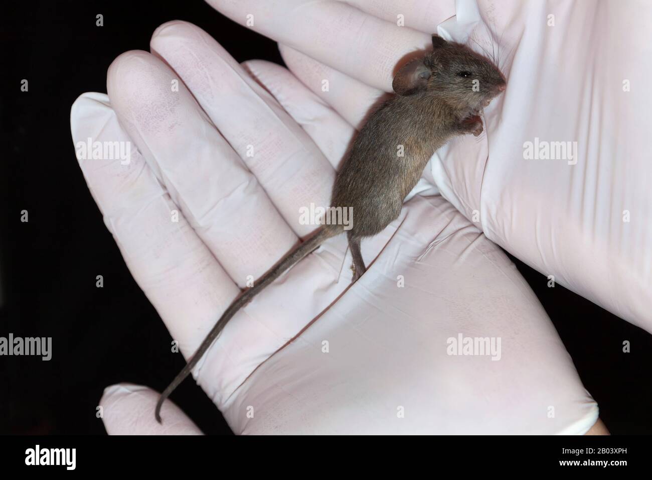 Dead house mouse (Mus musculus) in a test laboratory Stock Photo - Alamy