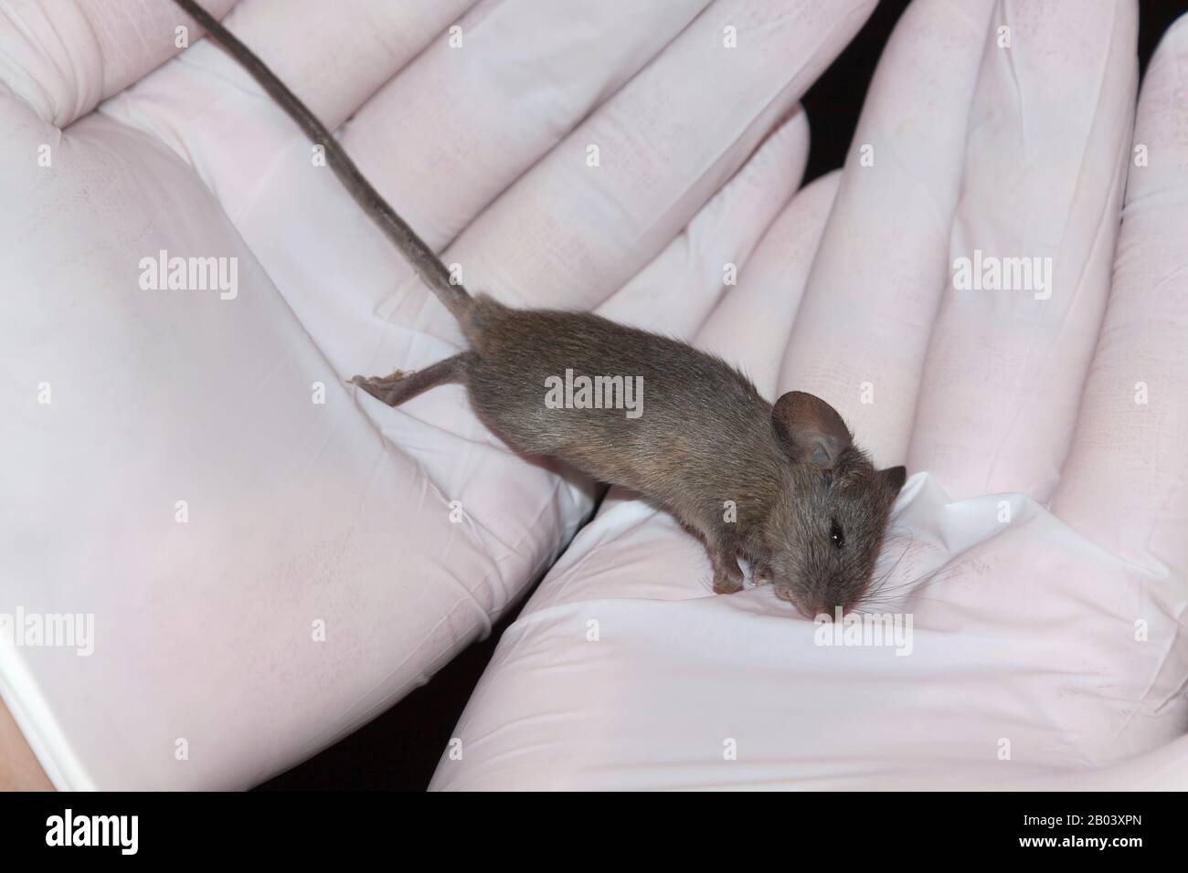 Dead house mouse (Mus musculus) in a test laboratory Stock Photo - Alamy