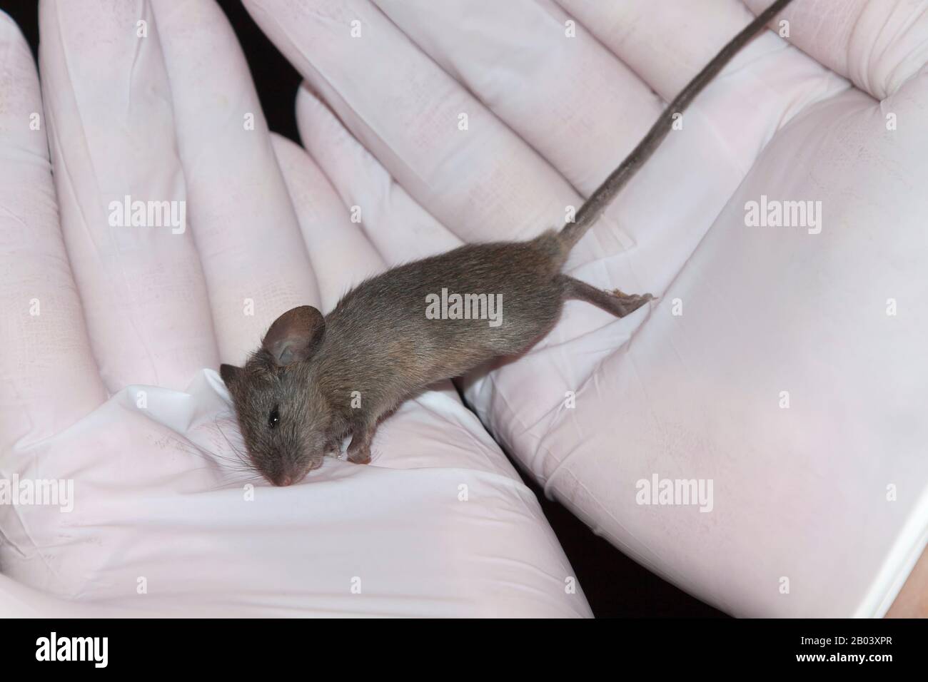 Dead house mouse (Mus musculus) in a test laboratory Stock Photo - Alamy