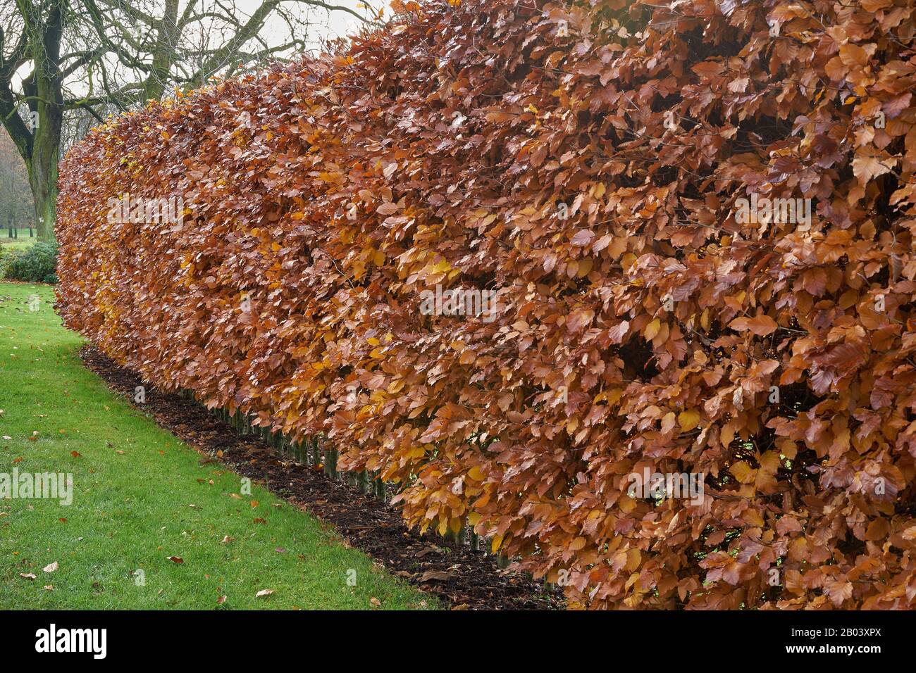 Hormbeam hedge in autumn. Carpinus betulus Stock Photo - Alamy