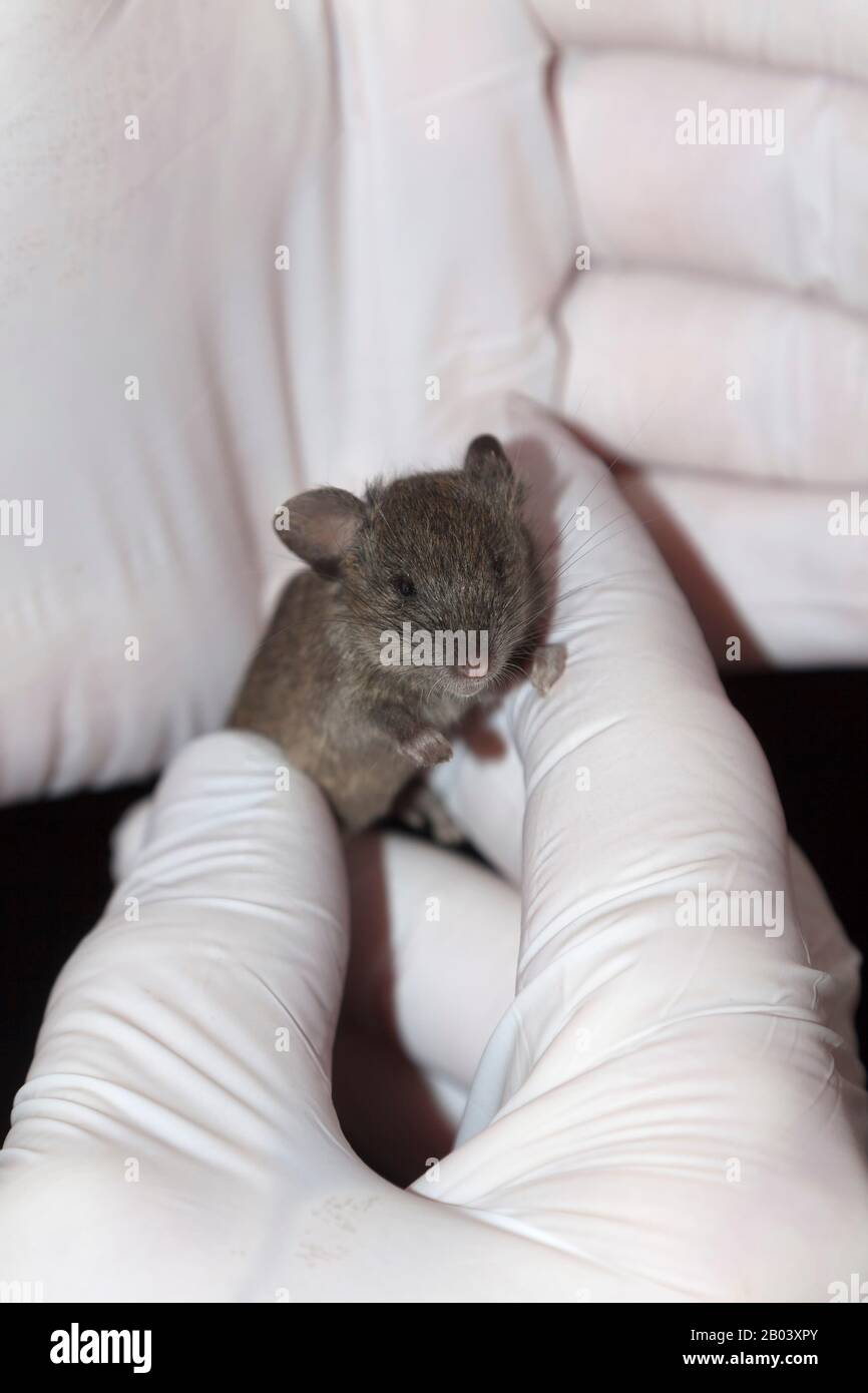 Dead house mouse (Mus musculus) in a test laboratory Stock Photo - Alamy
