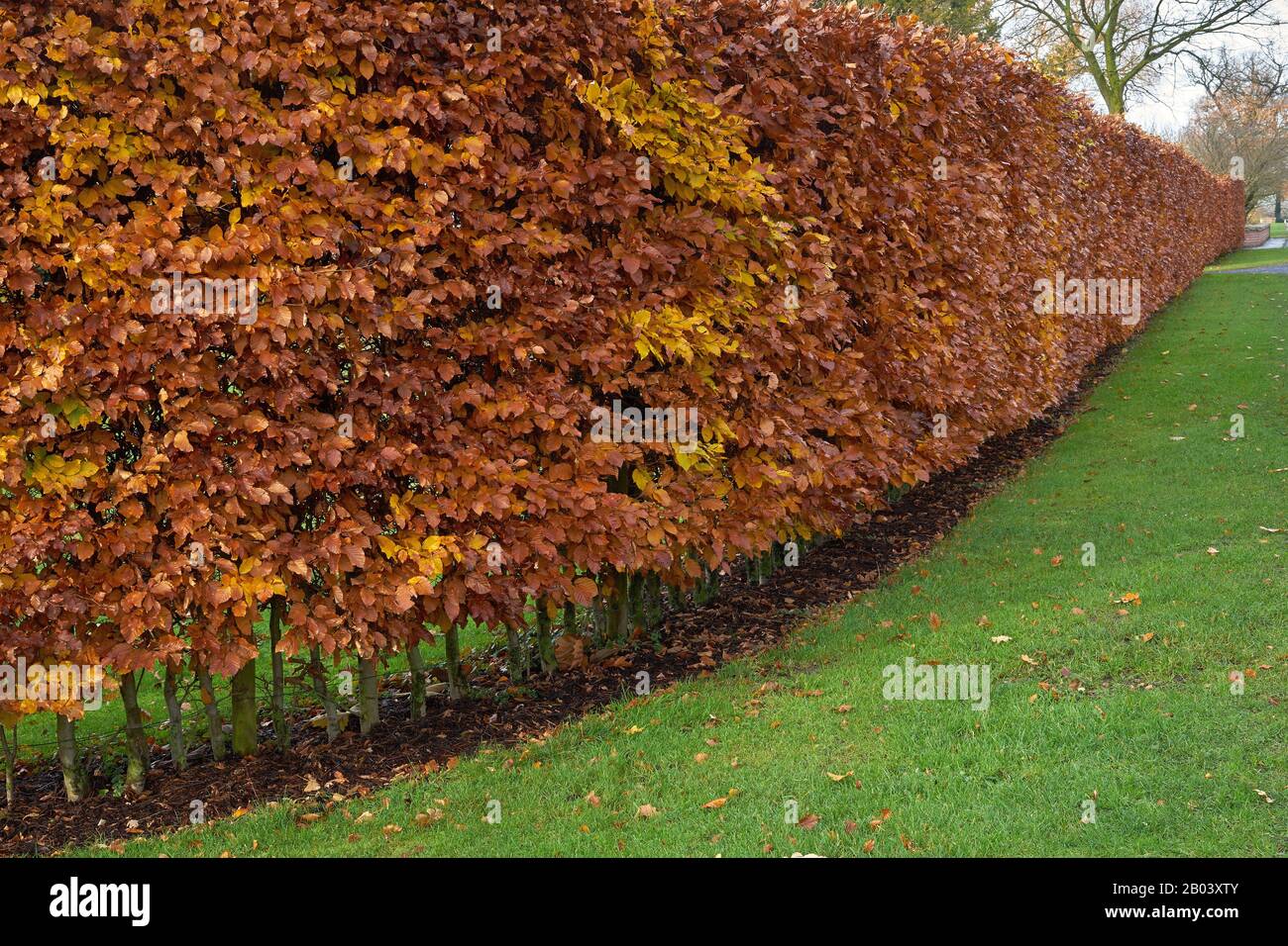 Hormbeam hedge in autumn. Carpinus betulus Stock Photo - Alamy