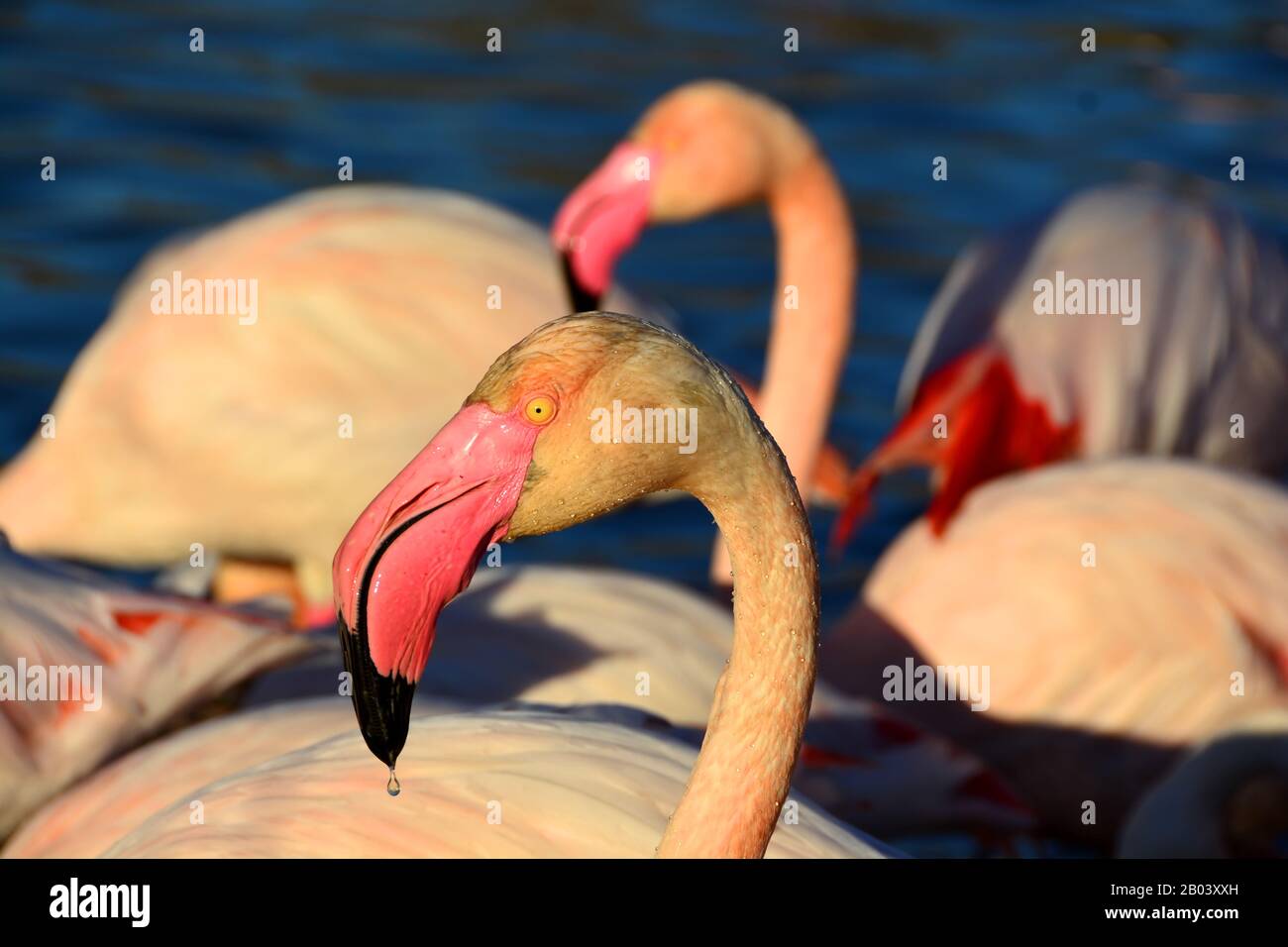 Droplet of water dripping from a flamingo's beak Stock Photo - Alamy