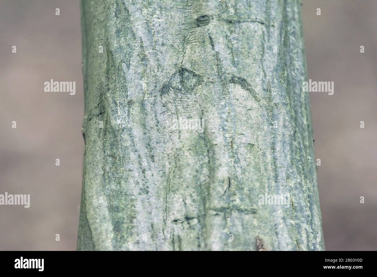 Patterns in tree bark. Close-up shot Stock Photo - Alamy
