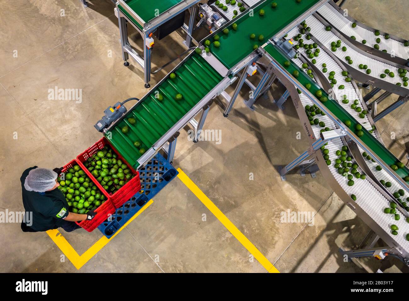 Avocado processing plant hi-res stock photography and images - Alamy