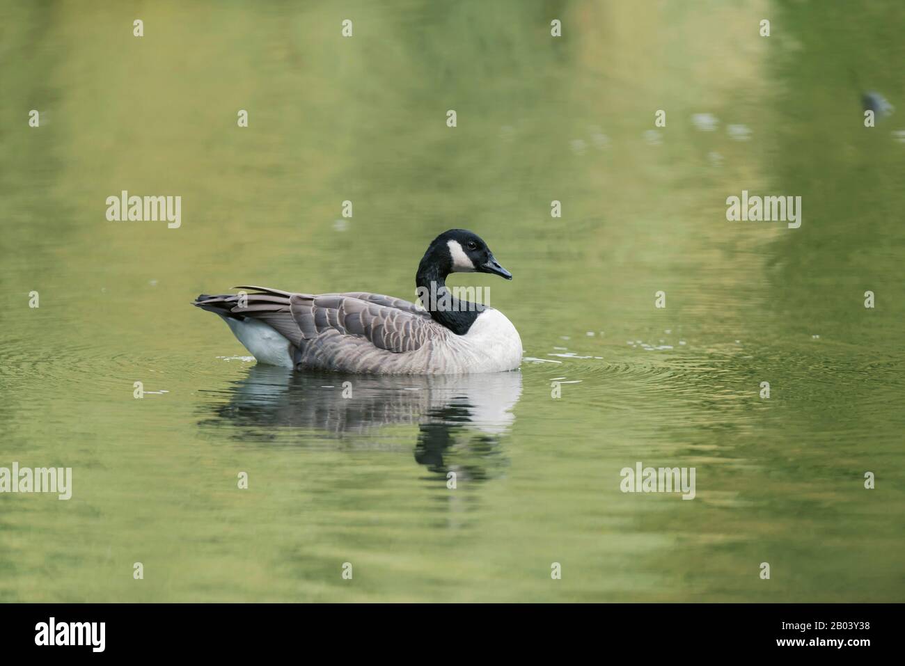 Canadian flora and fauna hi-res stock photography and images - Alamy