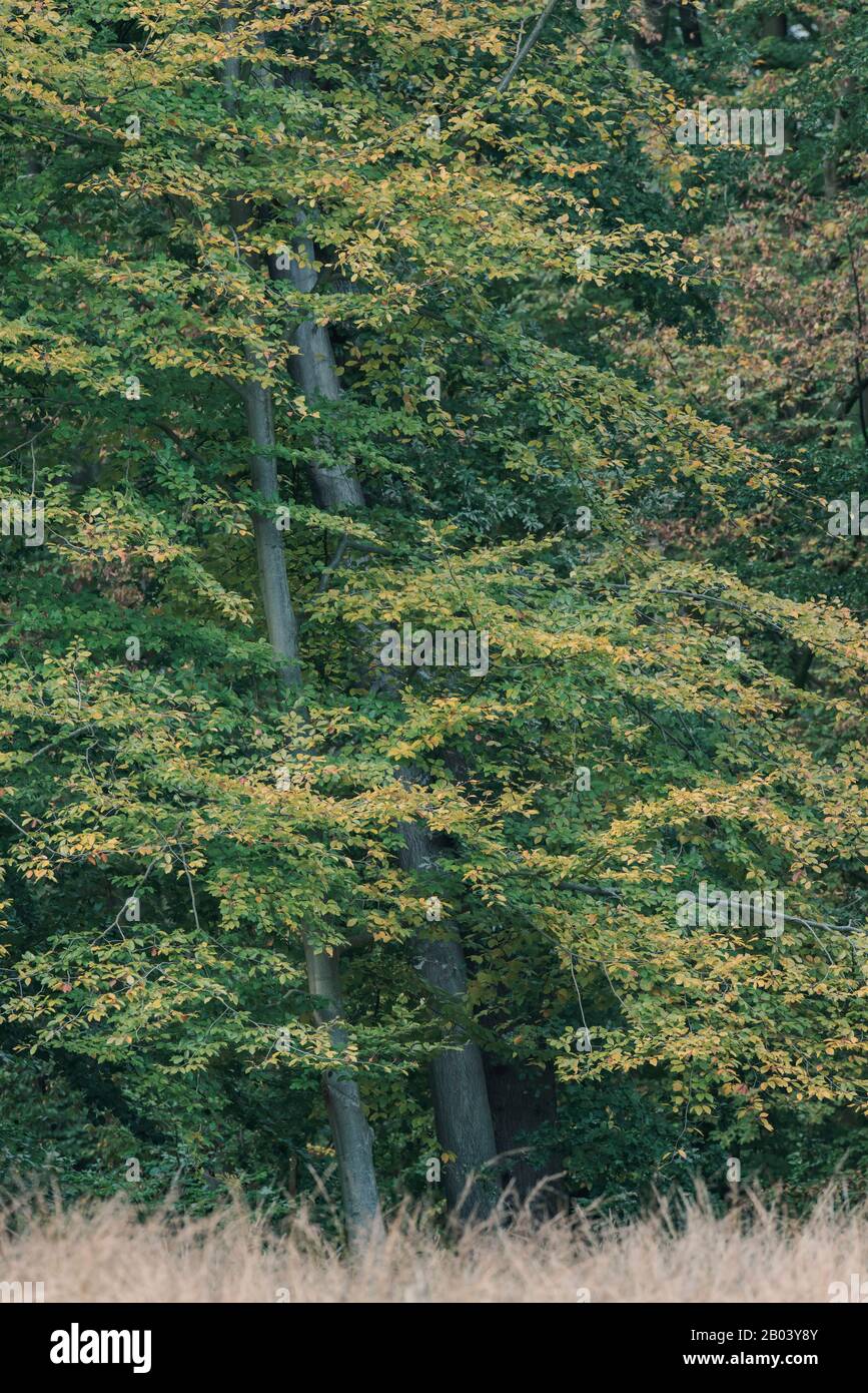 Trees with color changing leaves during early fall Stock Photo - Alamy