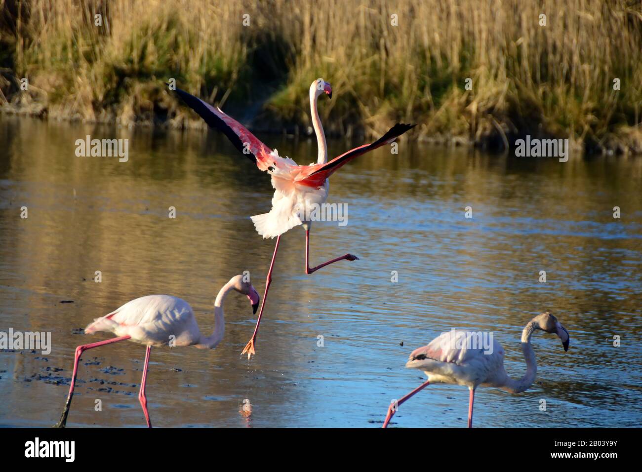 Flamingo running hi-res stock photography and images - Alamy