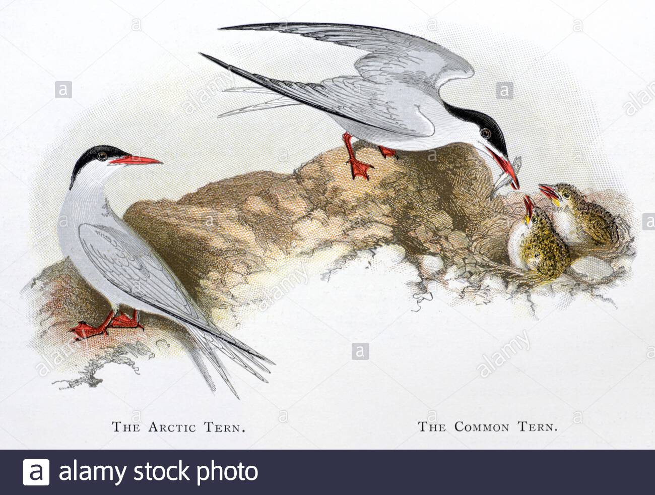 Arctic Tern (Sterna paradisaea), Common Tern (Sterna hirundo), vintage ...