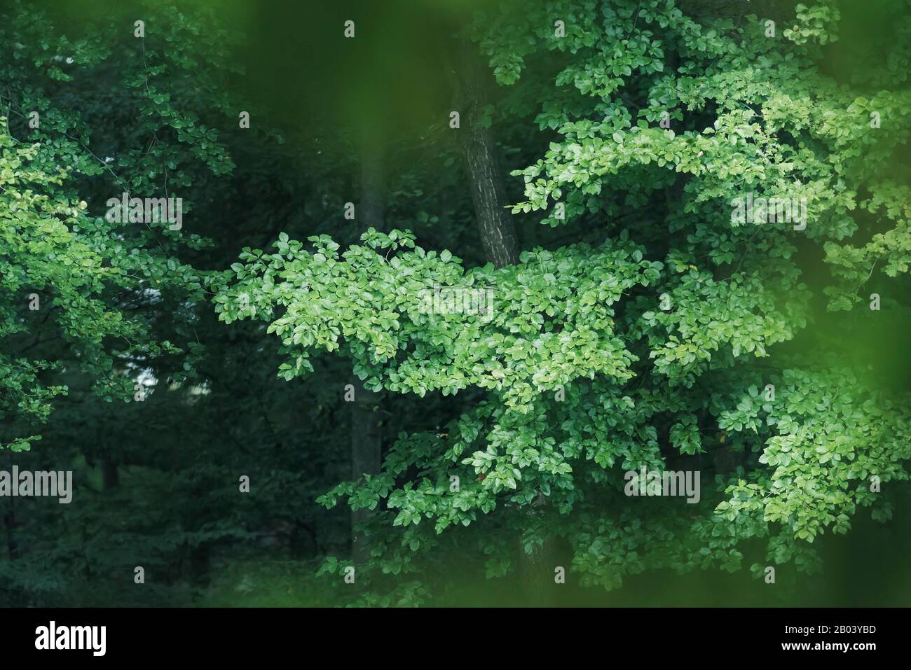 Wet light woodland after rain hi-res stock photography and images - Alamy
