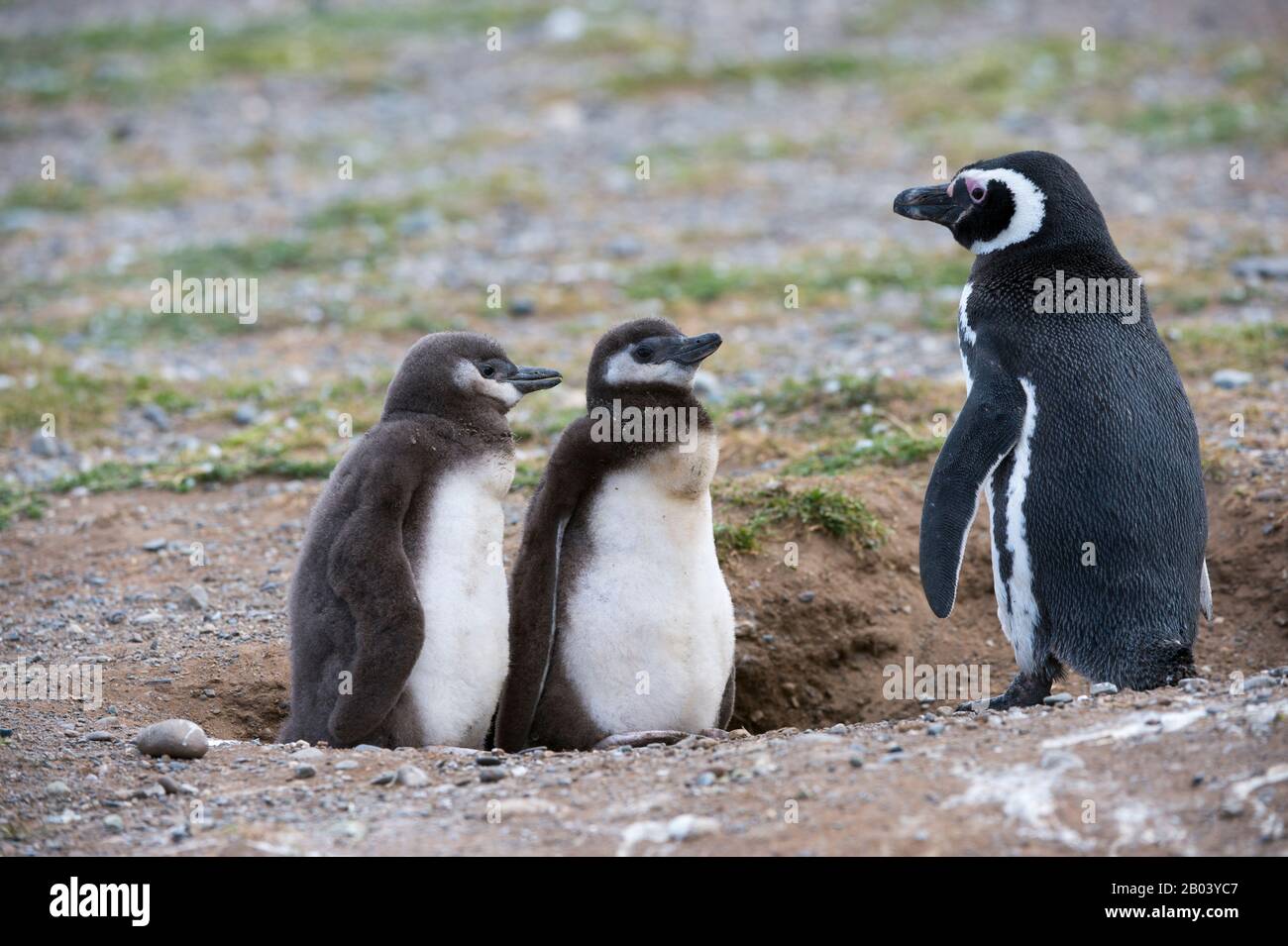 Magell hi-res stock photography and images - Alamy