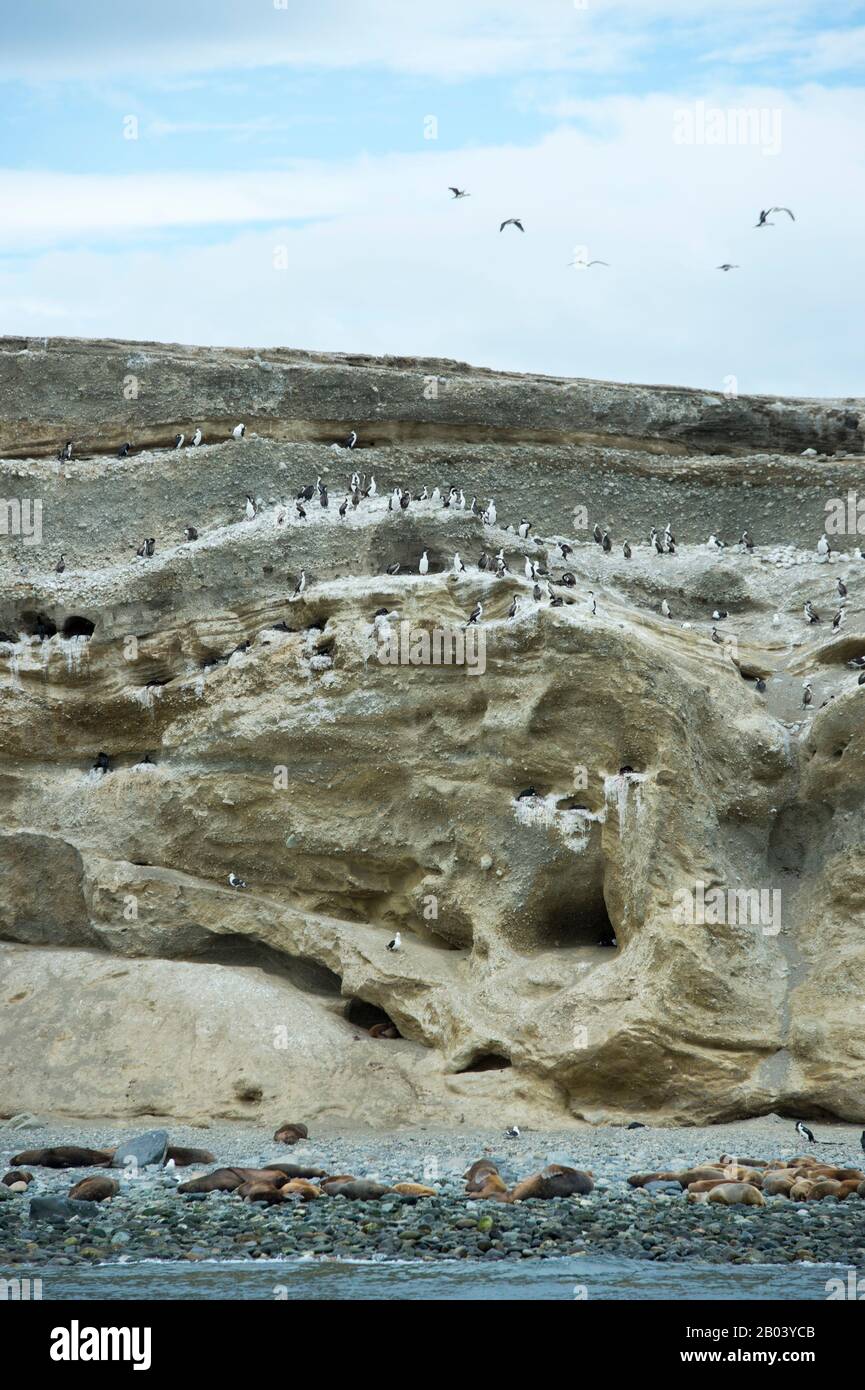 View of the Cormorant and Sea lion colony on Marta Island (near ...