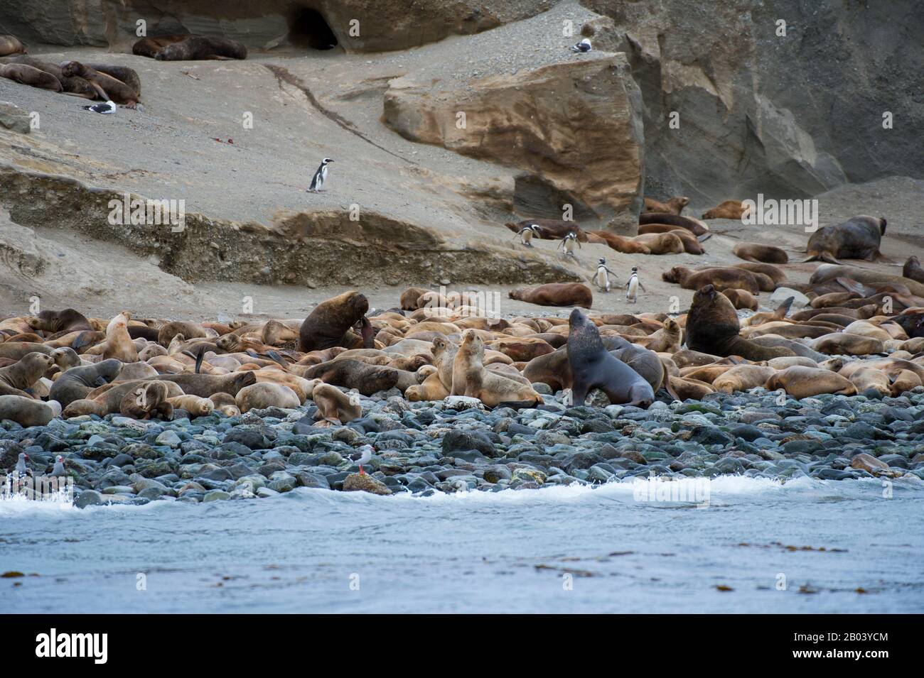 View of the Sea lion colony and Magellanic penguins (Spheniscus ...