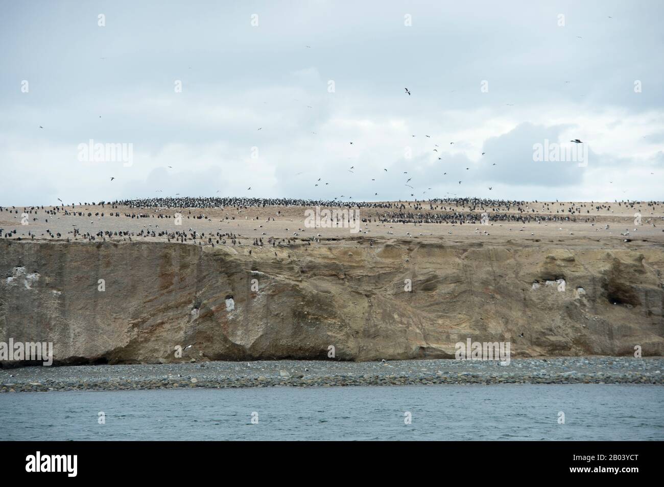 View of the Cormorant colony on Marta Island (near Magdalena Island) in ...
