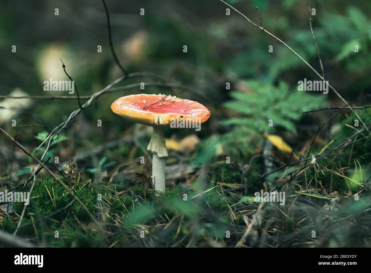 Red with white dots mushroom on forest ground Stock Photo - Alamy