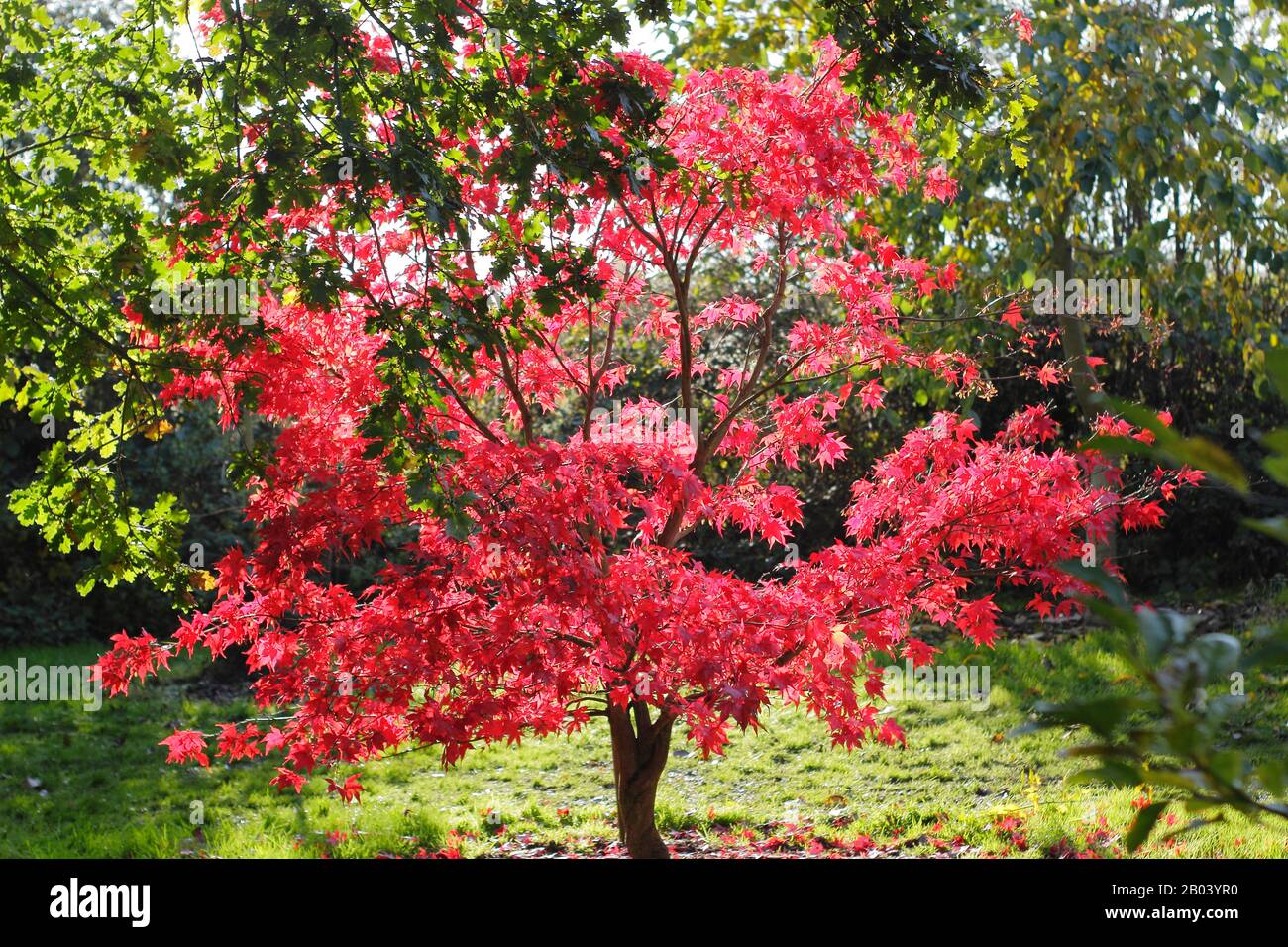 Acer palmatum 'Osakazuki' tree in autumn displaying vibrant foliage ...