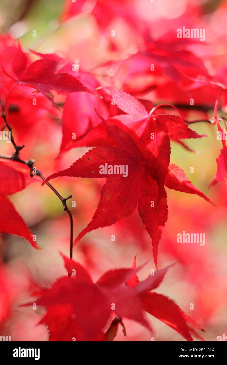 Acer palmatum 'Osakazuki' tree in autumn displaying vibrant foliage ...