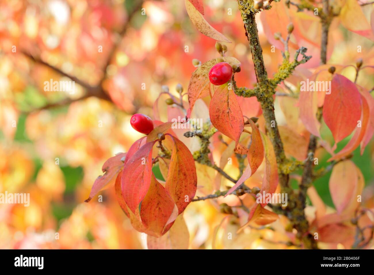 Cornus officinalis. Japanese cornelian cherry, a type of dogwood ...