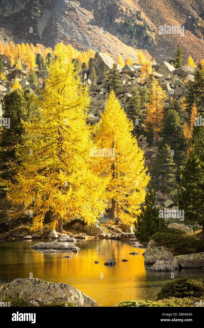 Larches in the fall hi-res stock photography and images - Alamy