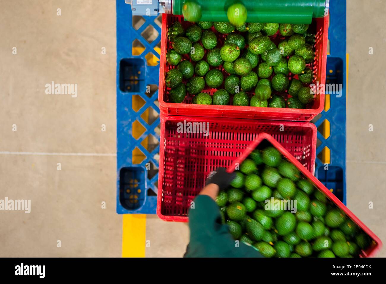 A Colombian worker carries a crate of avocados at a processing plant in ...